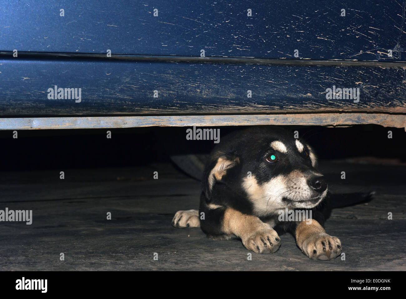 Loyal dogs hi-res stock photography and images - Alamy