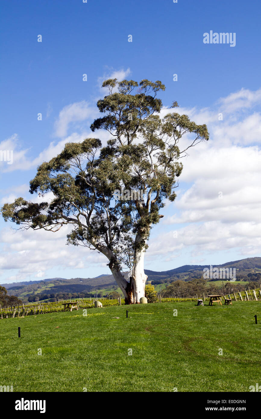 Lone gum tree standing in a vineyard in the Adelaide Hills in Australia ...