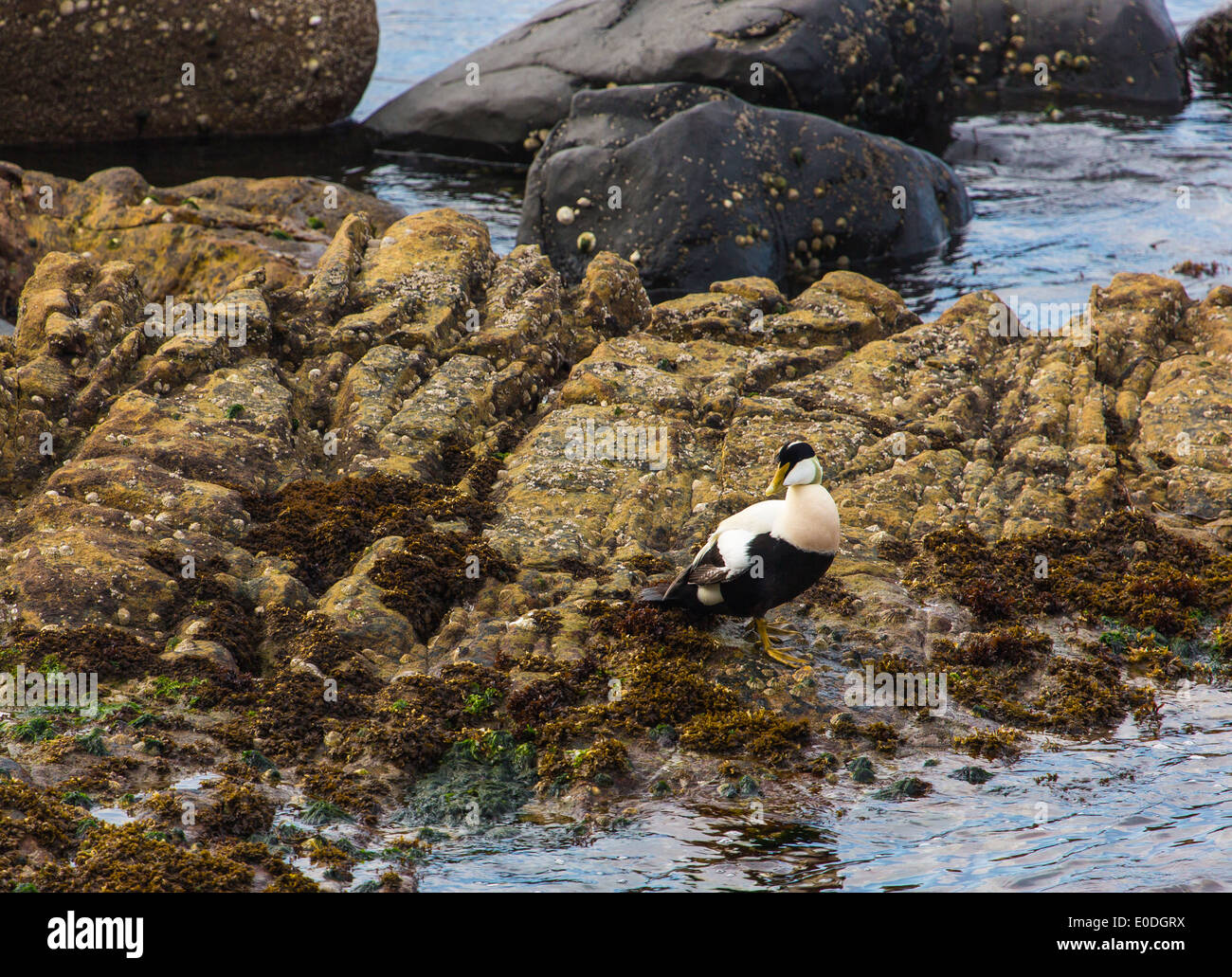 Irish duck species hi-res stock photography and images - Alamy