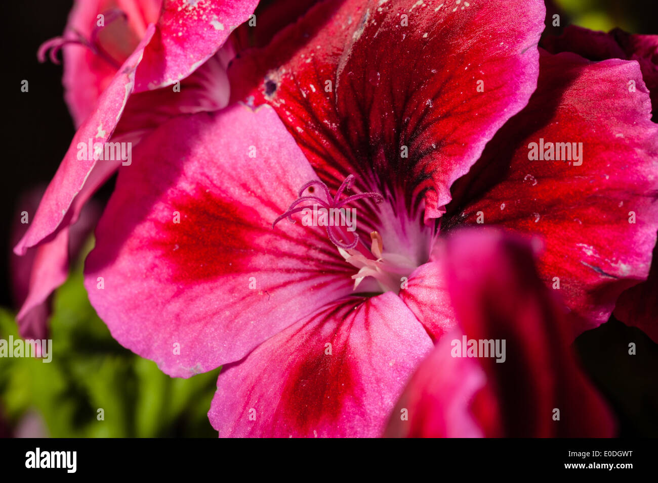 Closeup shot red geranium hi-res stock photography and images - Alamy