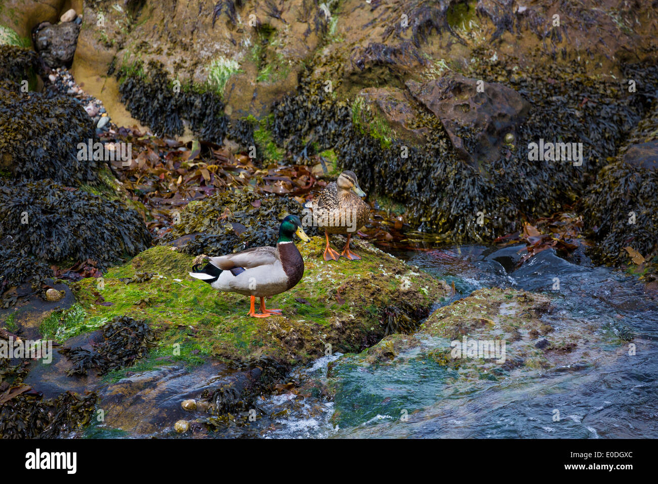 Irish duck species hi-res stock photography and images - Alamy