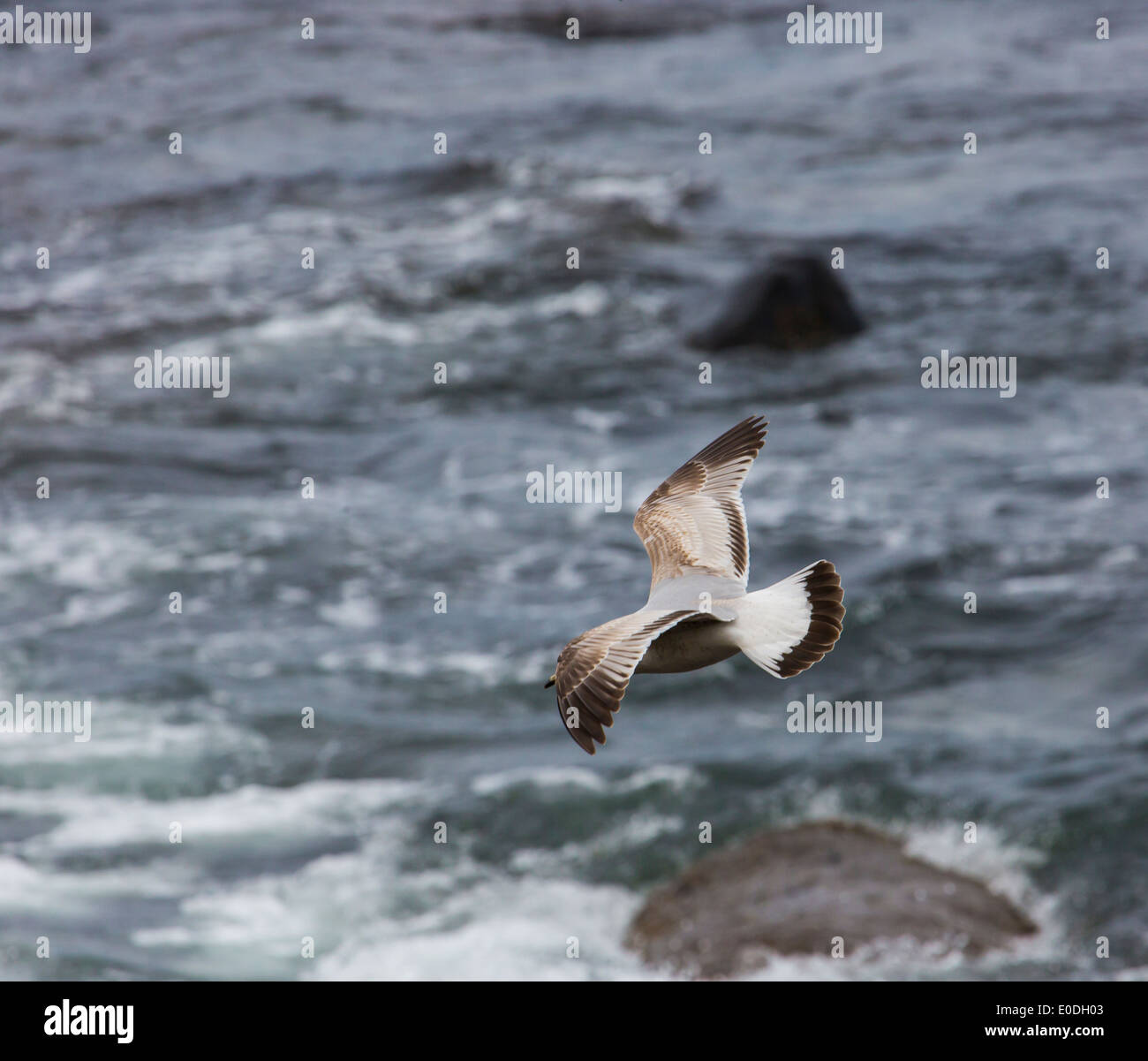 Juvenile common gull hi-res stock photography and images - Alamy