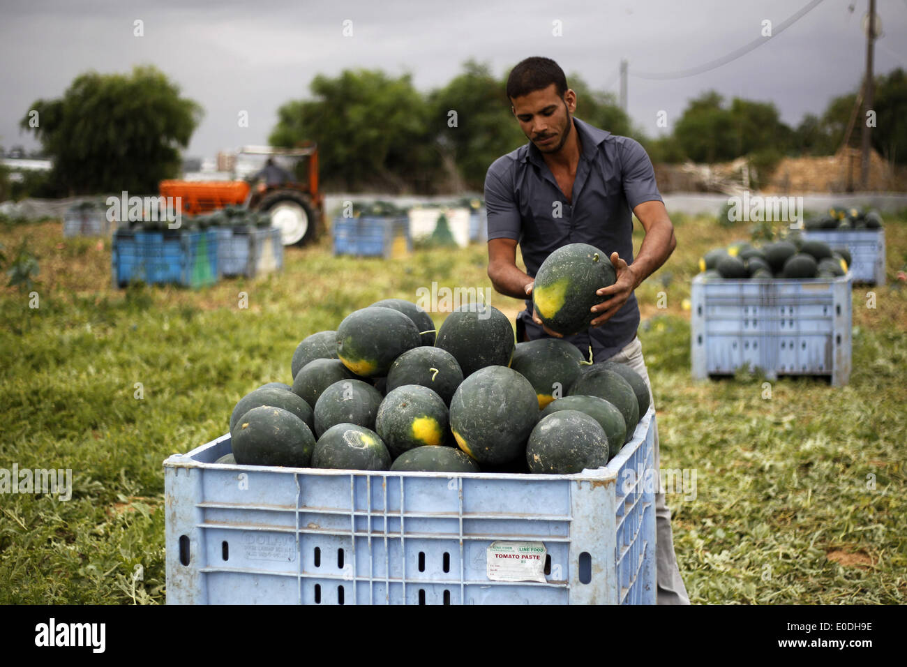 Gaza, Palestinian Territories. 8th May, 2014. A Palestinian farmer ...