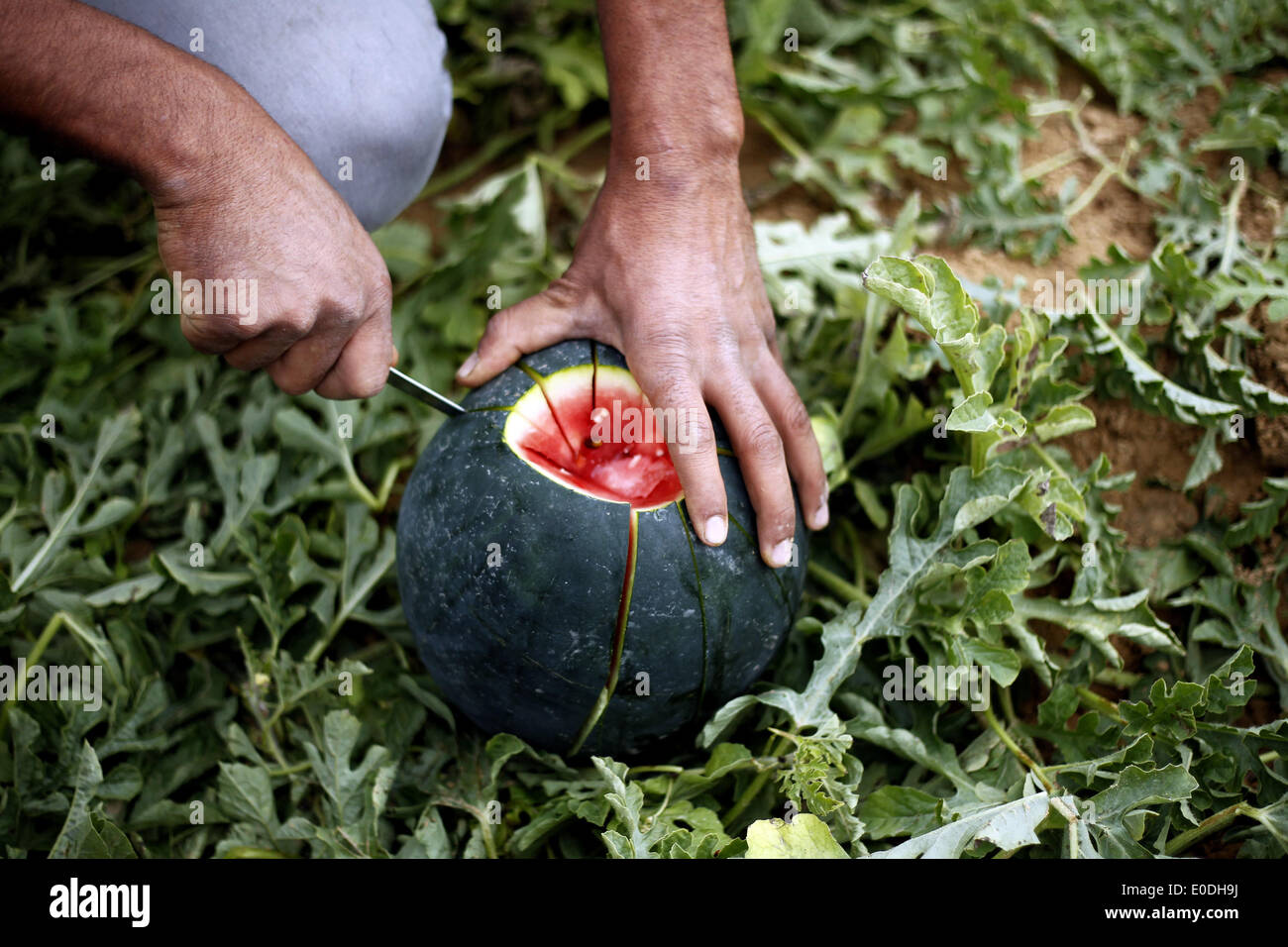 Gaza, Palestinian Territories. 8th May, 2014. A Palestinian workers eat ...