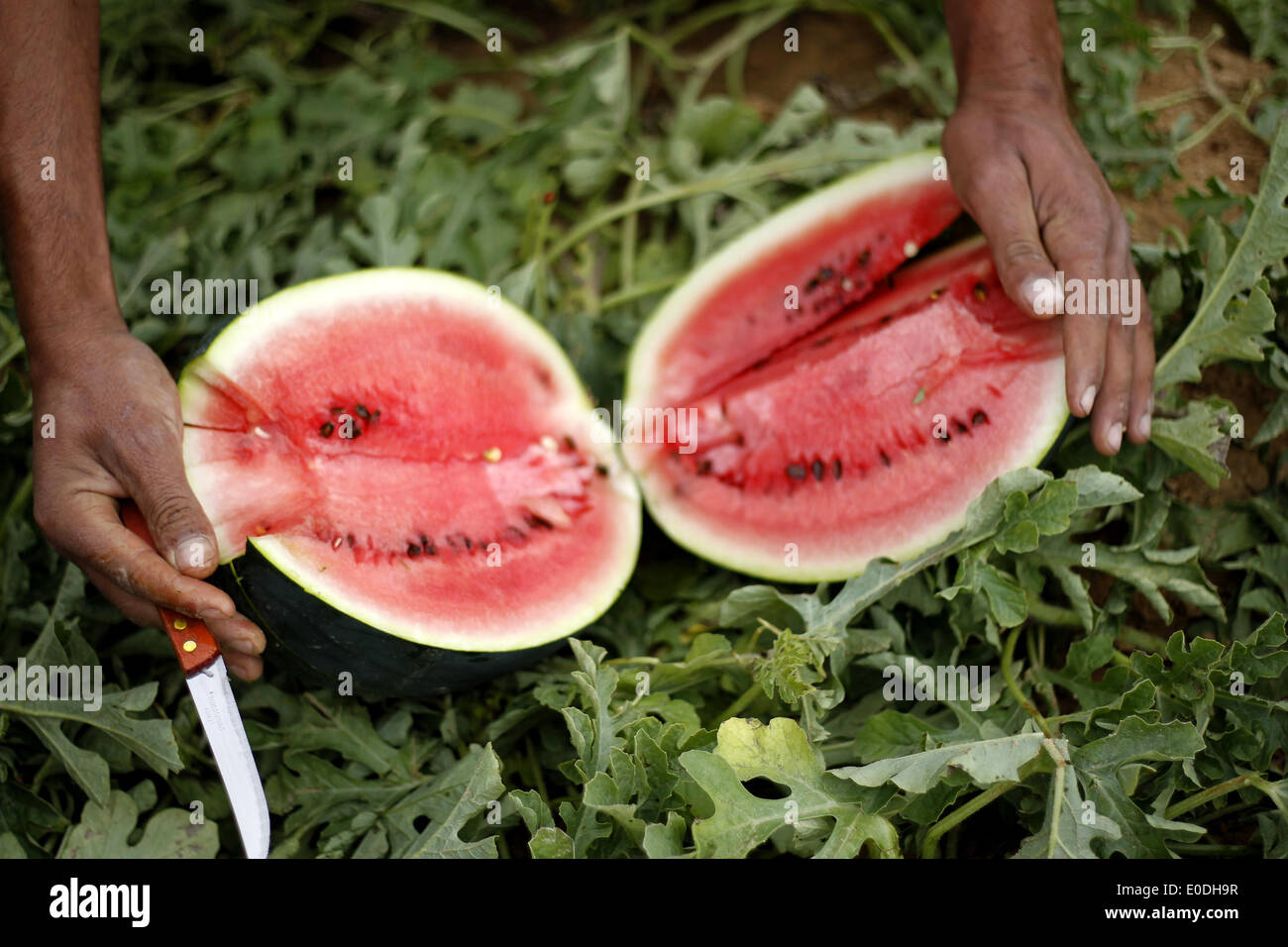Gaza, Palestinian Territories. 8th May, 2014. A Palestinian workers eat ...