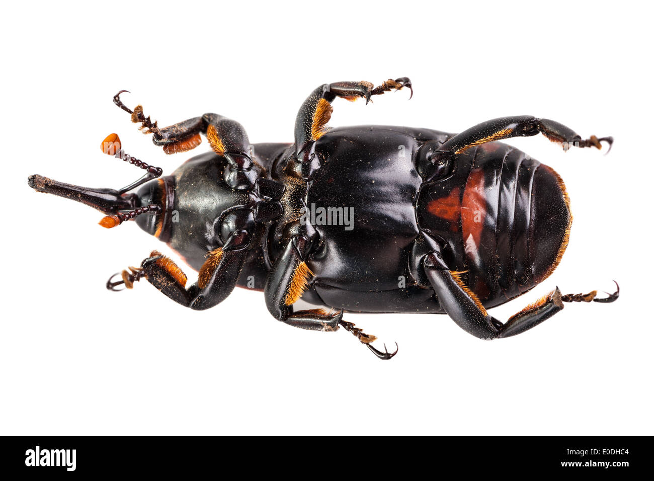 macro shot of a red weevil isolated over white Stock Photo - Alamy