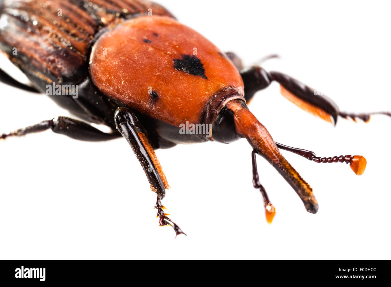 macro shot of a red weevil isolated over white Stock Photo - Alamy