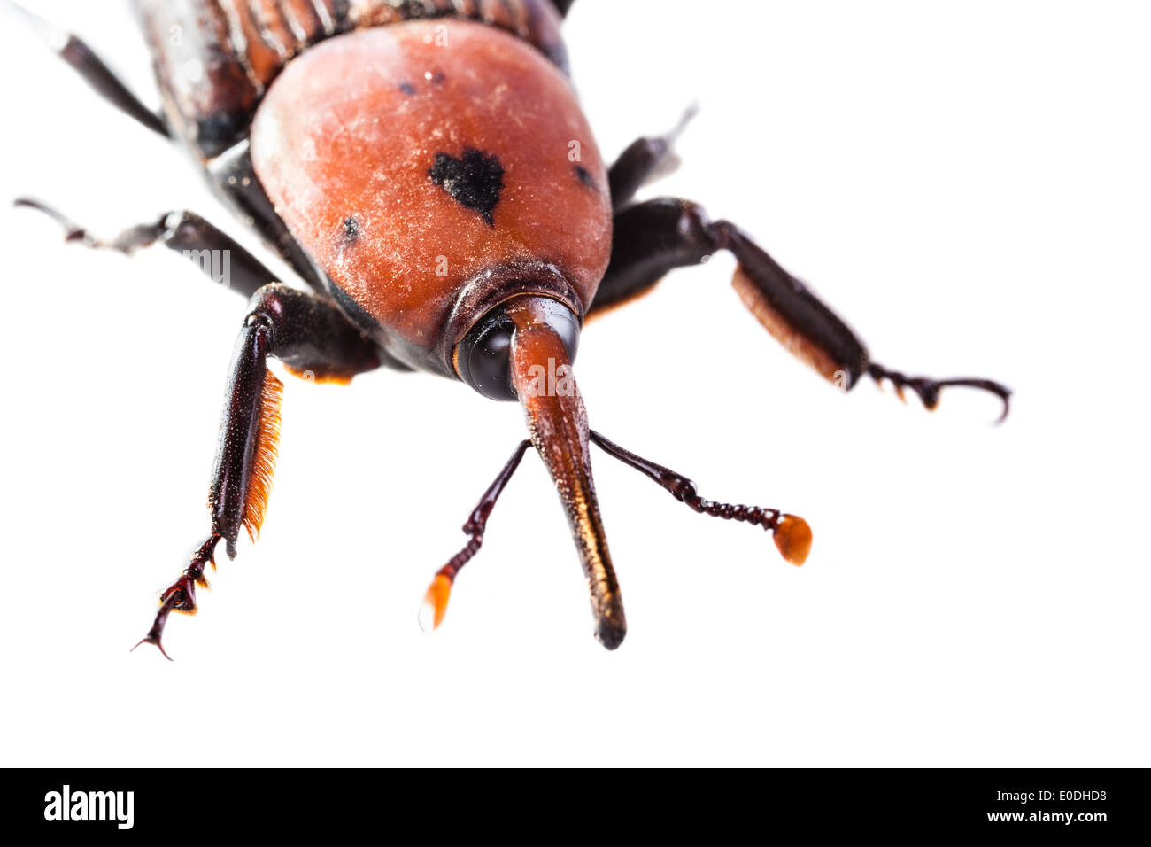 Red brown weevil hi-res stock photography and images - Alamy