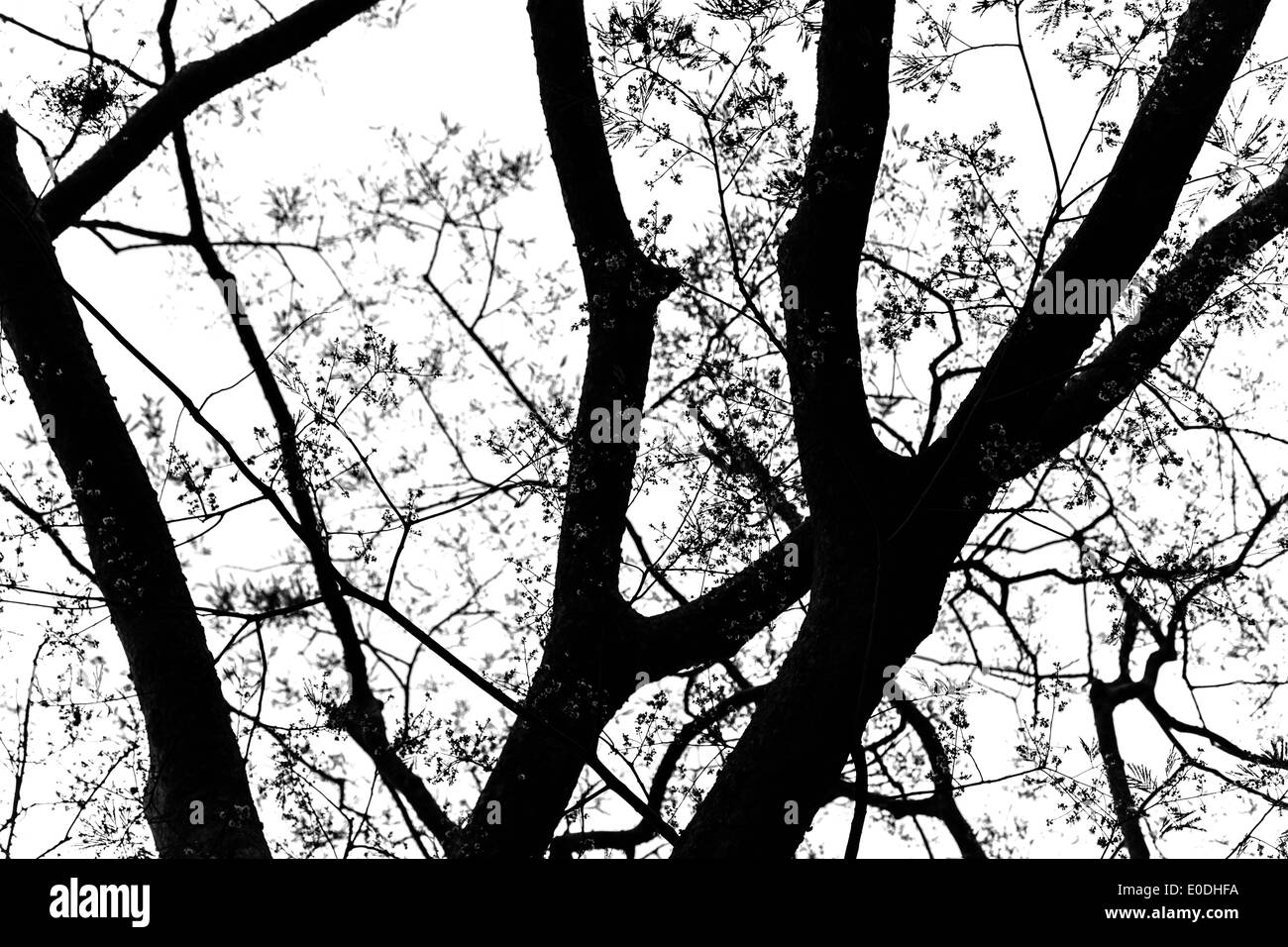 Black foliage Black and White Stock Photos & Images - Alamy