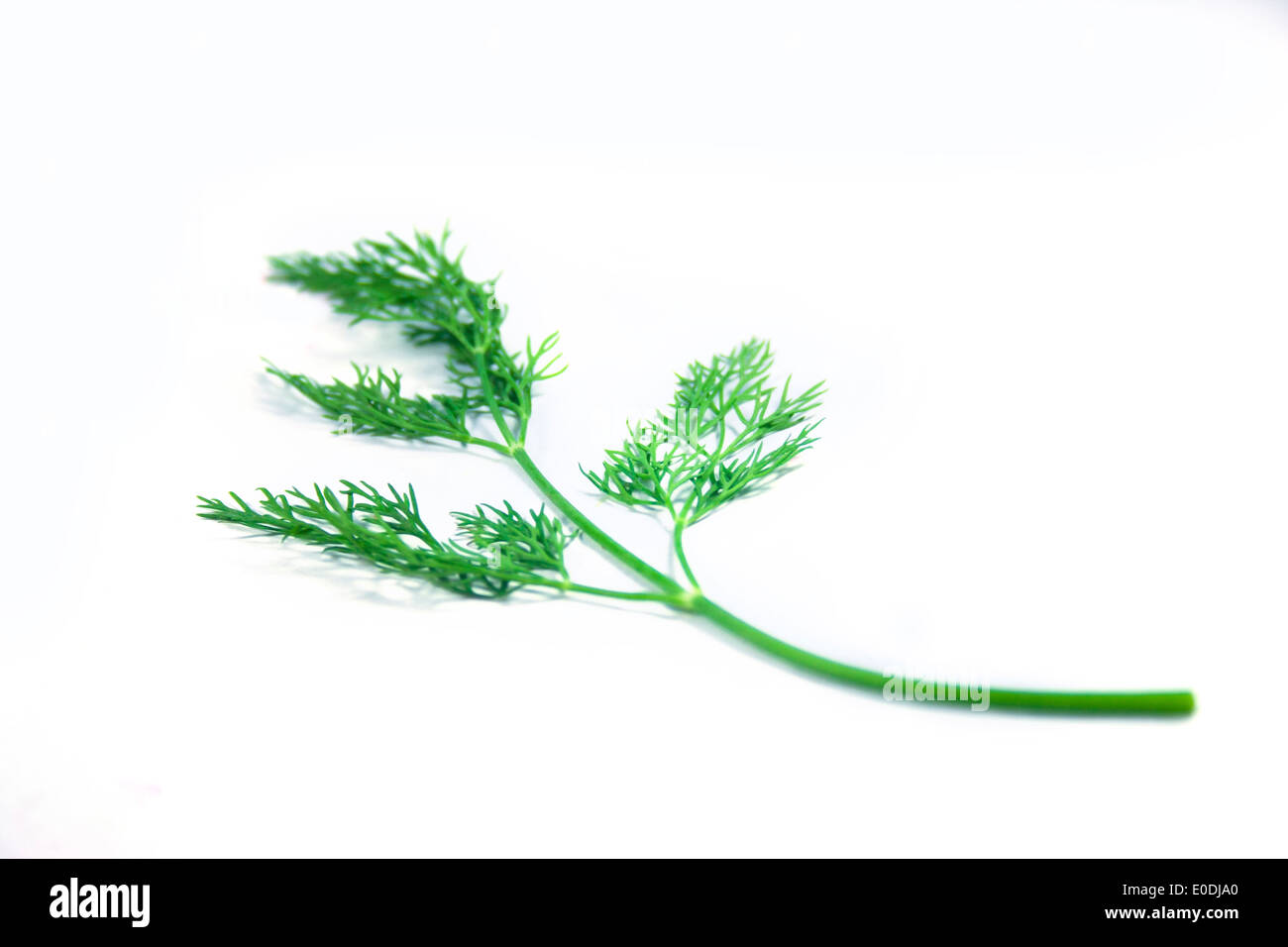 Onion leaf hi-res stock photography and images - Alamy
