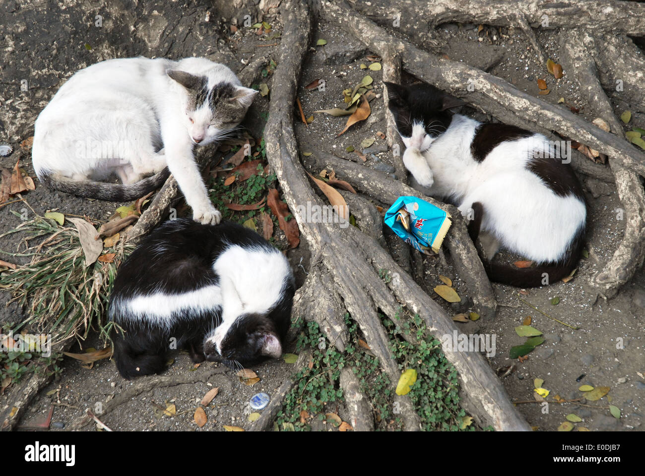 Stray Cat, Fort Santiago, Manila, Luzon, Philippines Stock Photo - Alamy