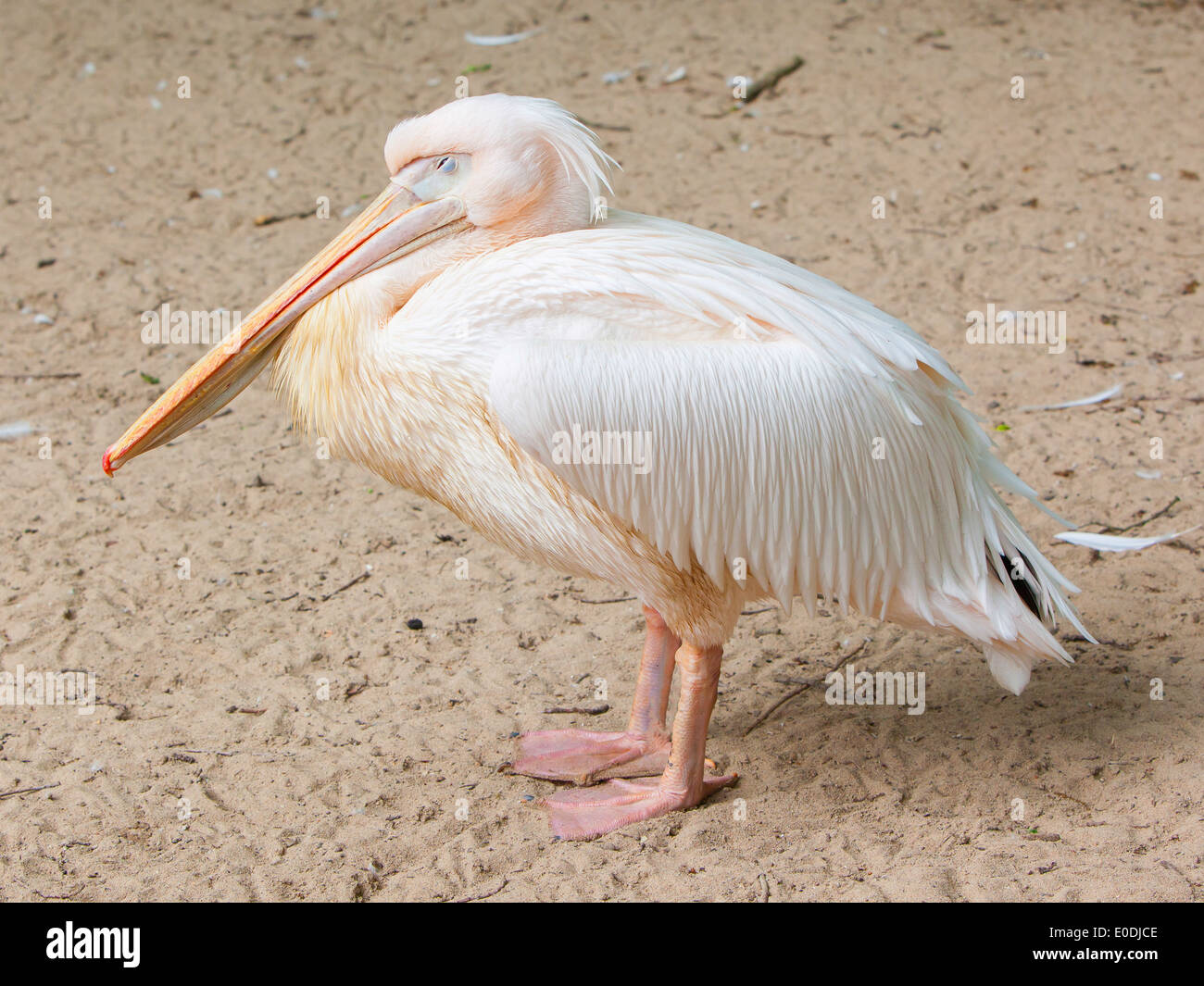 Close up of an adult pelican resting Stock Photo - Alamy