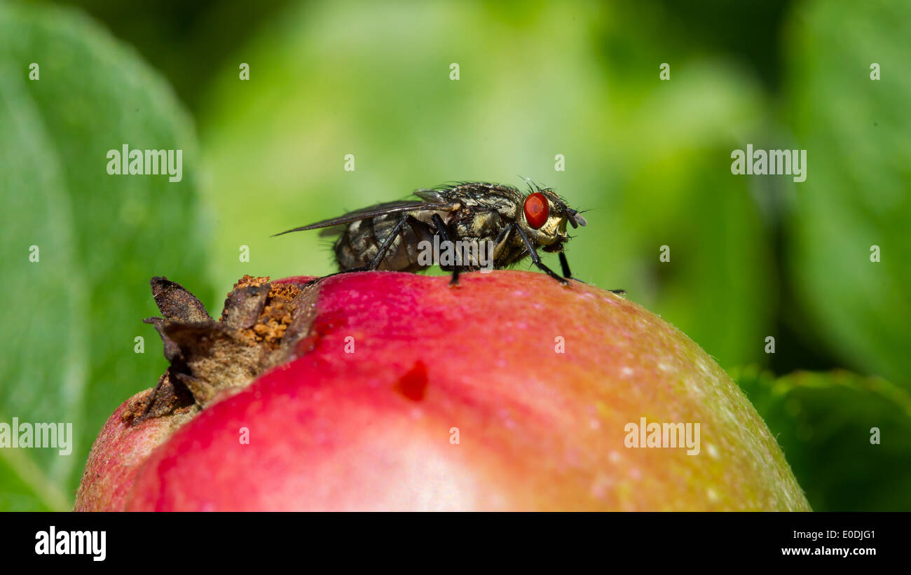 Overripe red apple hi-res stock photography and images - Alamy