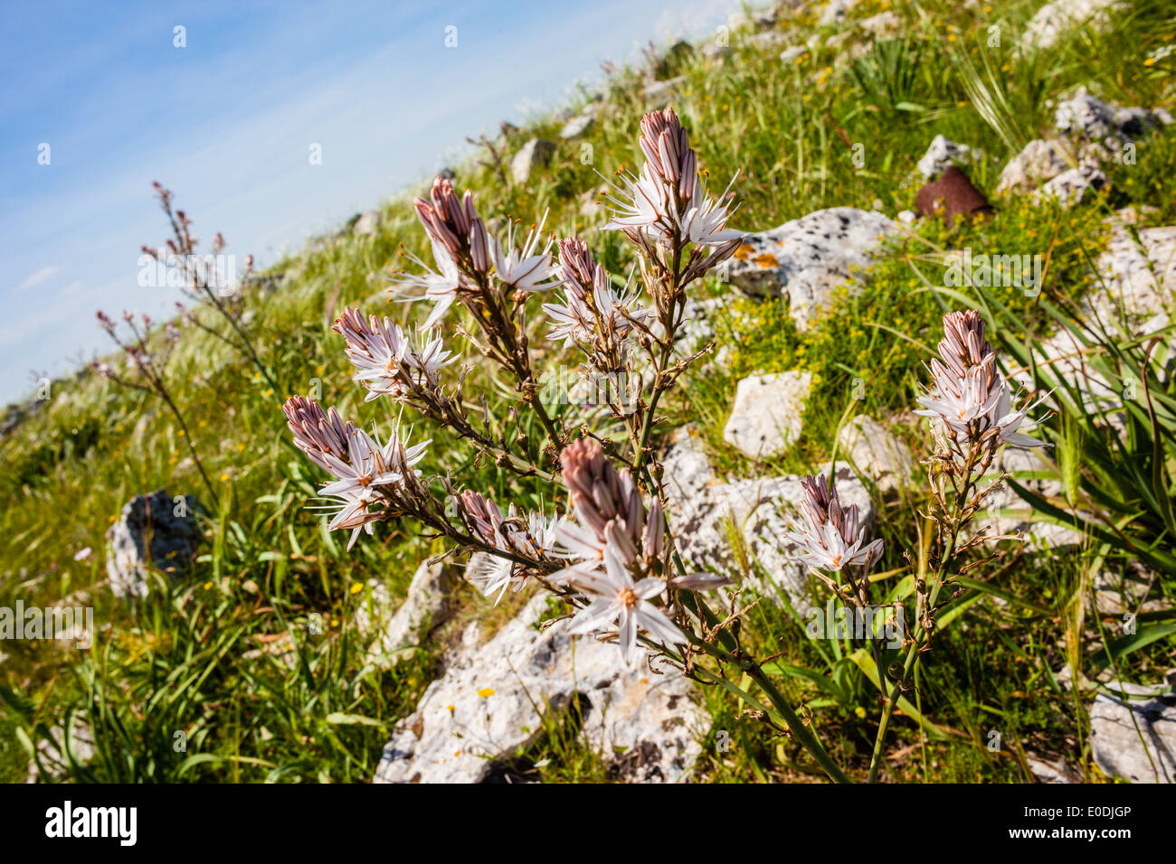 Order of asparagales hi-res stock photography and images - Alamy