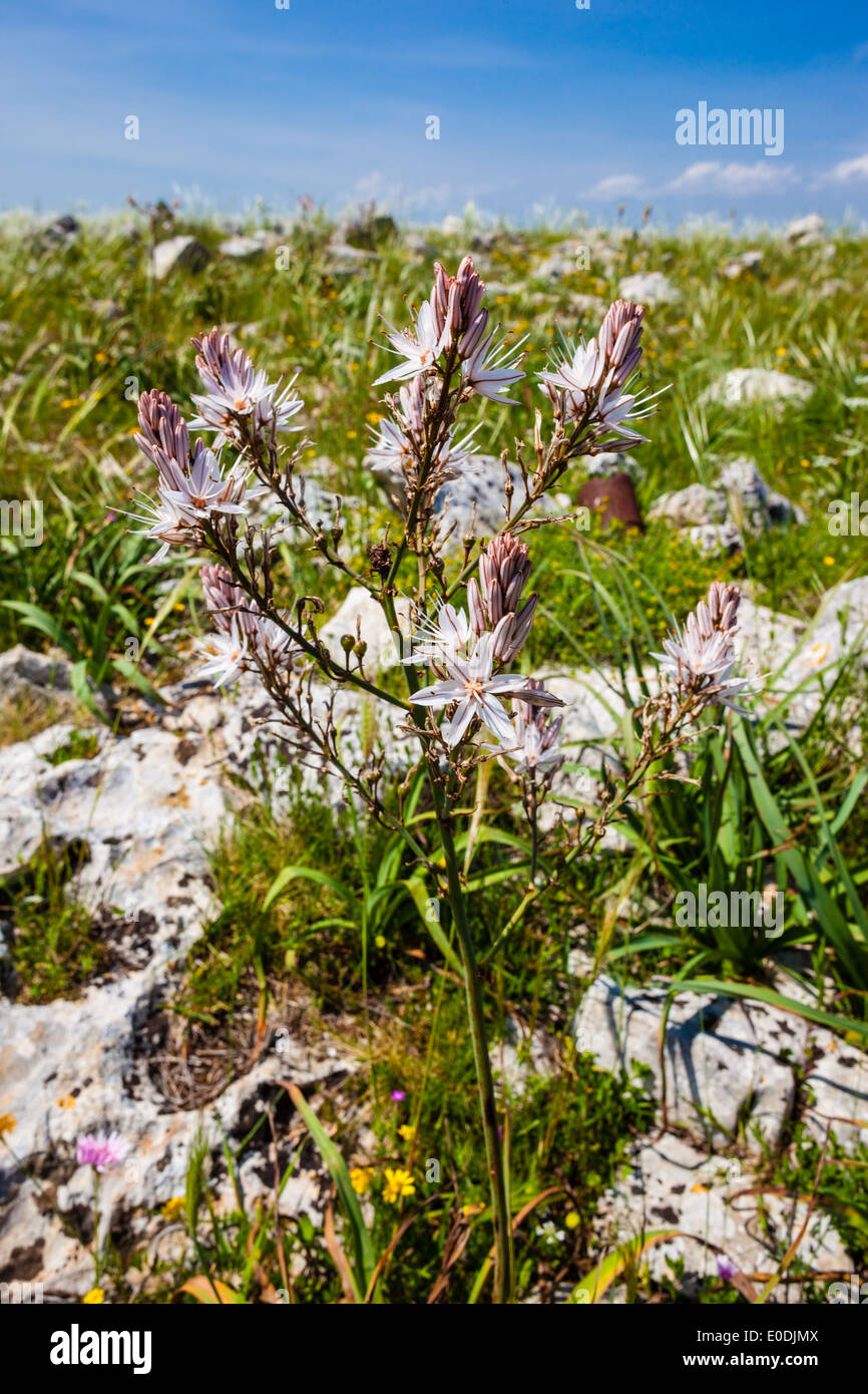 Asphodelus ramosus, also known as branched asphodel, is a perennial ...