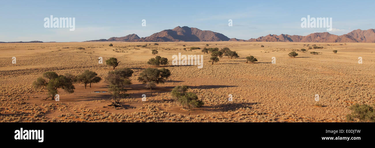 Desert landscape with grasses, red sand dunes and an African Acacia ...