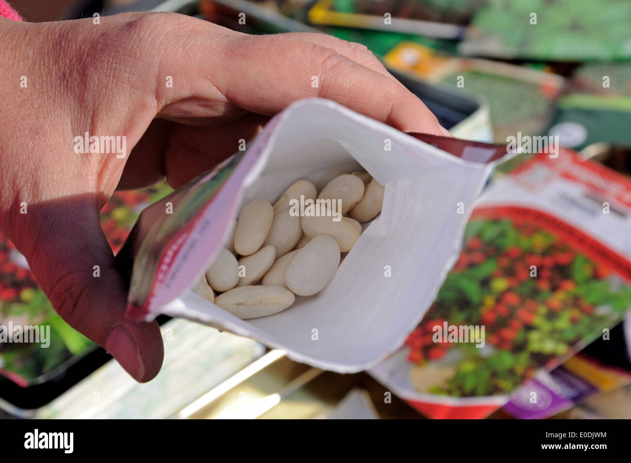 Womans hand holding runner beans hi-res stock photography and images ...