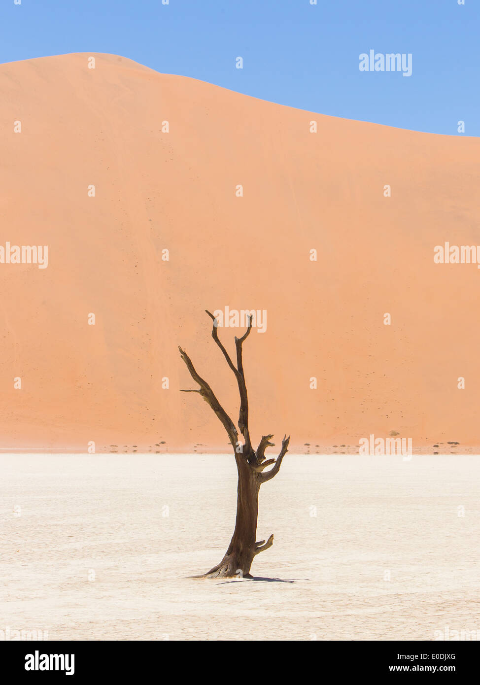 Lonely dead acacia tree in the Namib desert, Deadvlei (Sossusvlei ...