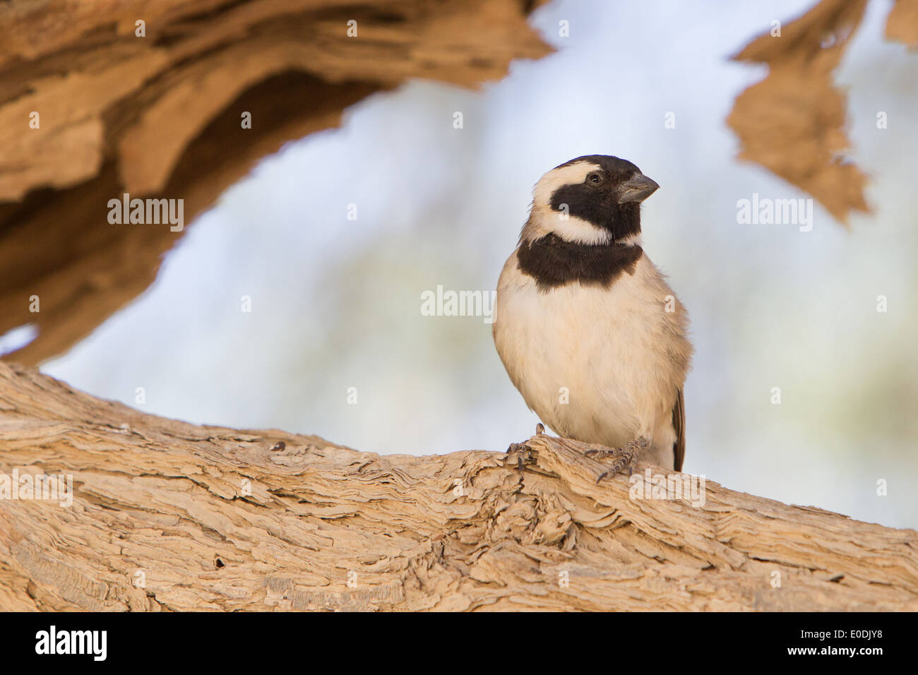 Cape Sparrow (Passer melanurus), a common species in Namibia Stock ...