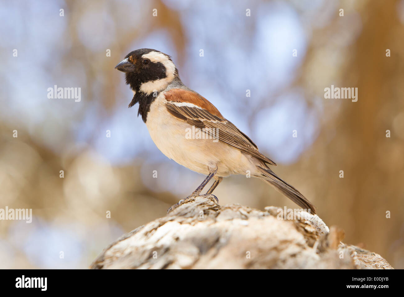 Cape Sparrow (Passer melanurus), a common species in Namibia Stock ...