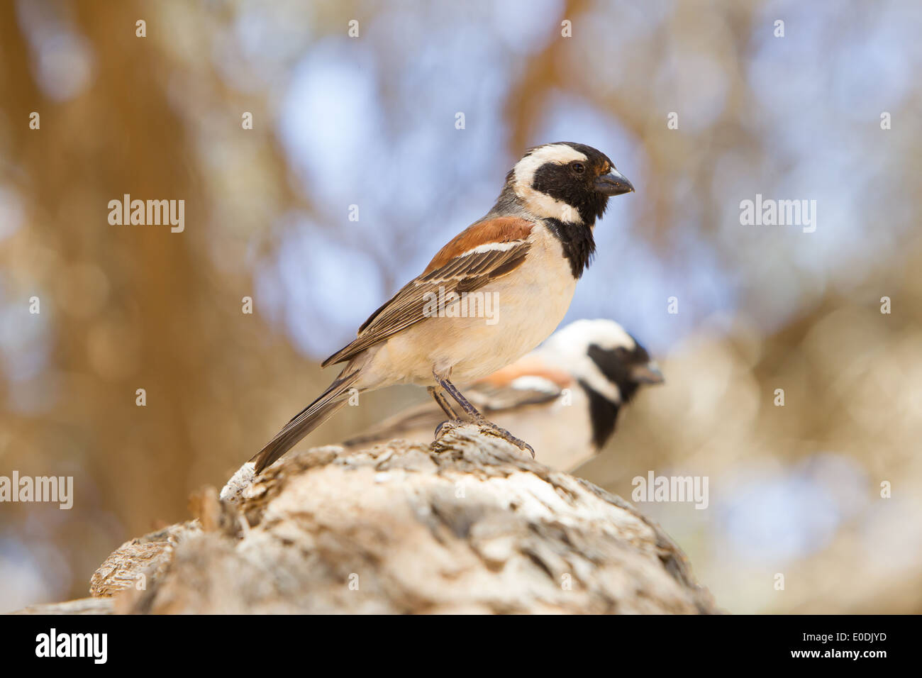 Cape Sparrow (Passer melanurus), a common species in Namibia Stock ...