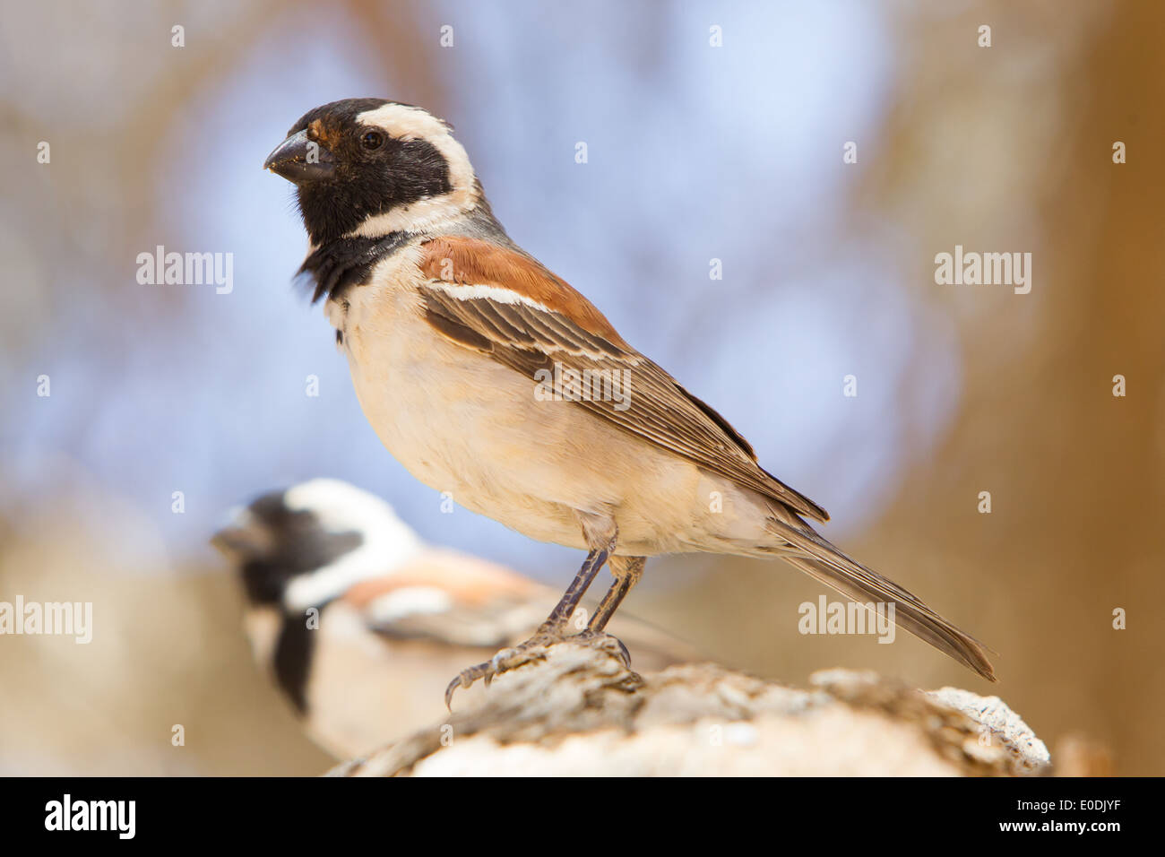 Cape Sparrow (Passer melanurus), a common species in Namibia Stock ...