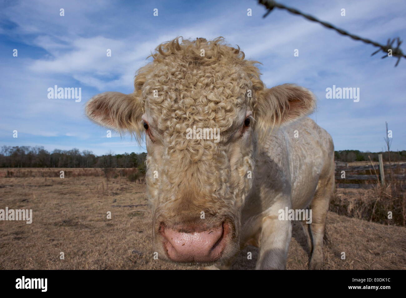 Louisville, MIssissippi, USA. 12th Feb, 2013. This curly faced young ...