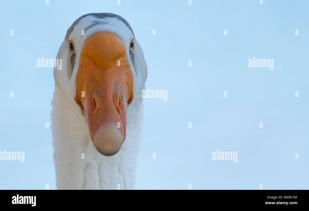 Tim thompson hi-res stock photography and images - Alamy