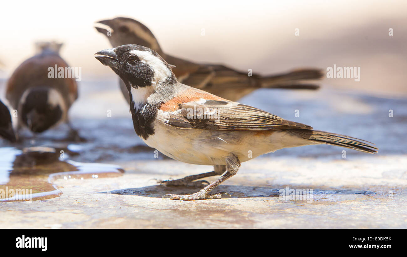 Cape Sparrow (Passer melanurus) drinking, a common species in Namibia ...