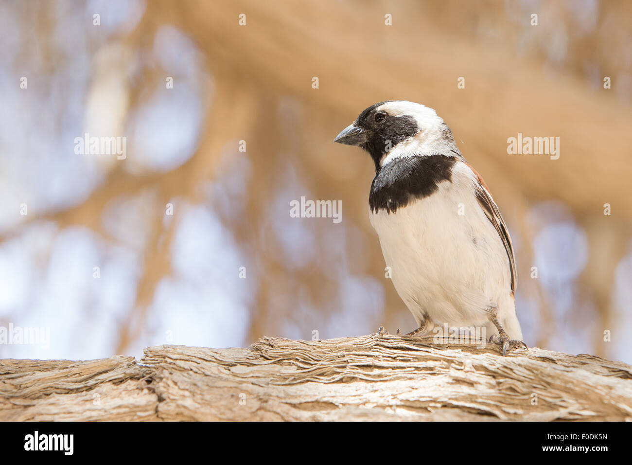 Cape Sparrow (Passer melanurus), a common species in Namibia Stock ...