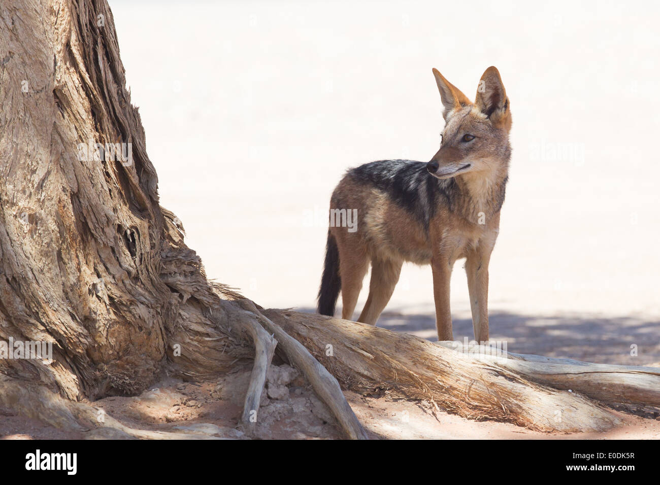 Black backed jackal in namib desert hi-res stock photography and images ...