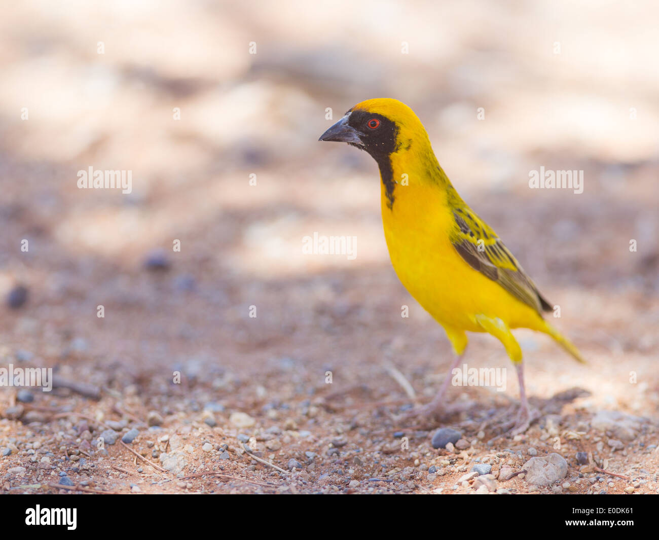 Southern Yellow Masked Weaver during the breeding season in Namibia ...