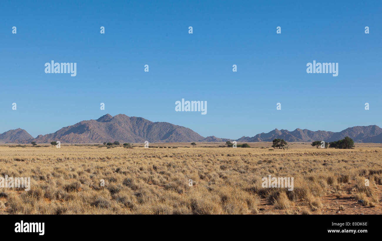 Desert landscape with grasses, red sand dunes and an African Acacia ...
