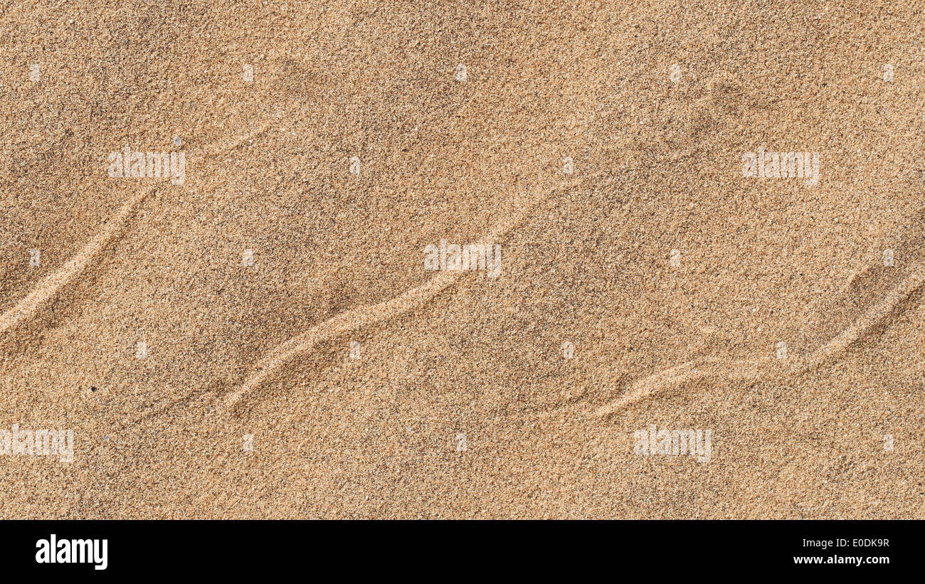 Snake tracks hi-res stock photography and images - Alamy