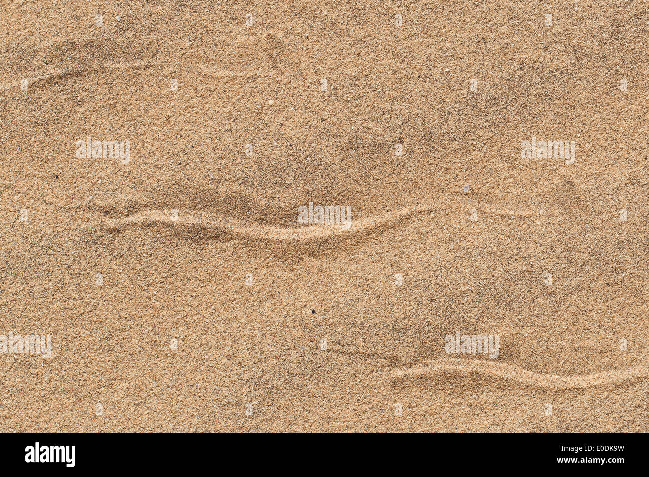Sidewinding snake tracks across the sand of the dunes at Swakopmund ...