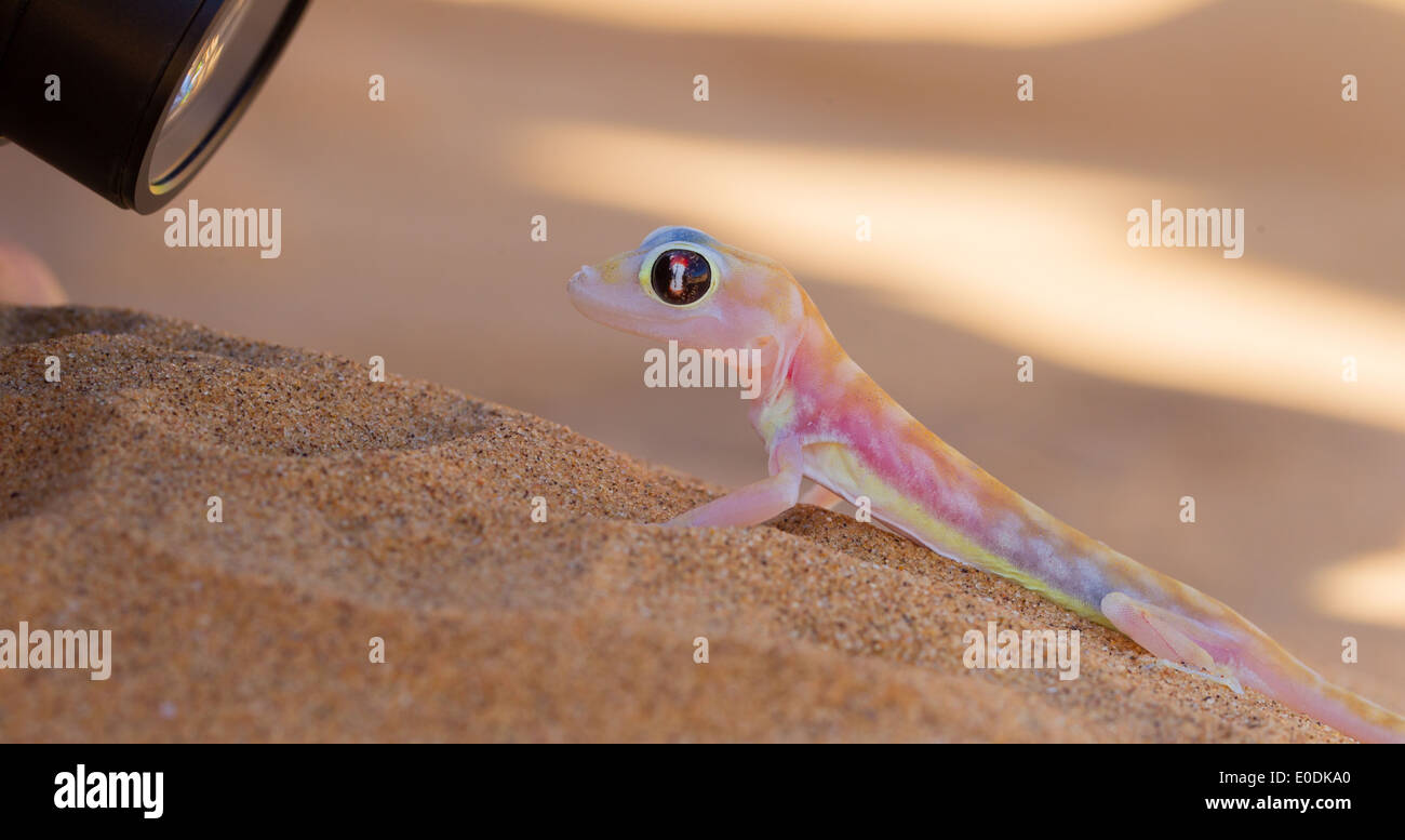 Palmatogecko (Pachydactylus rangei) also known as Web-footed Gecko ...