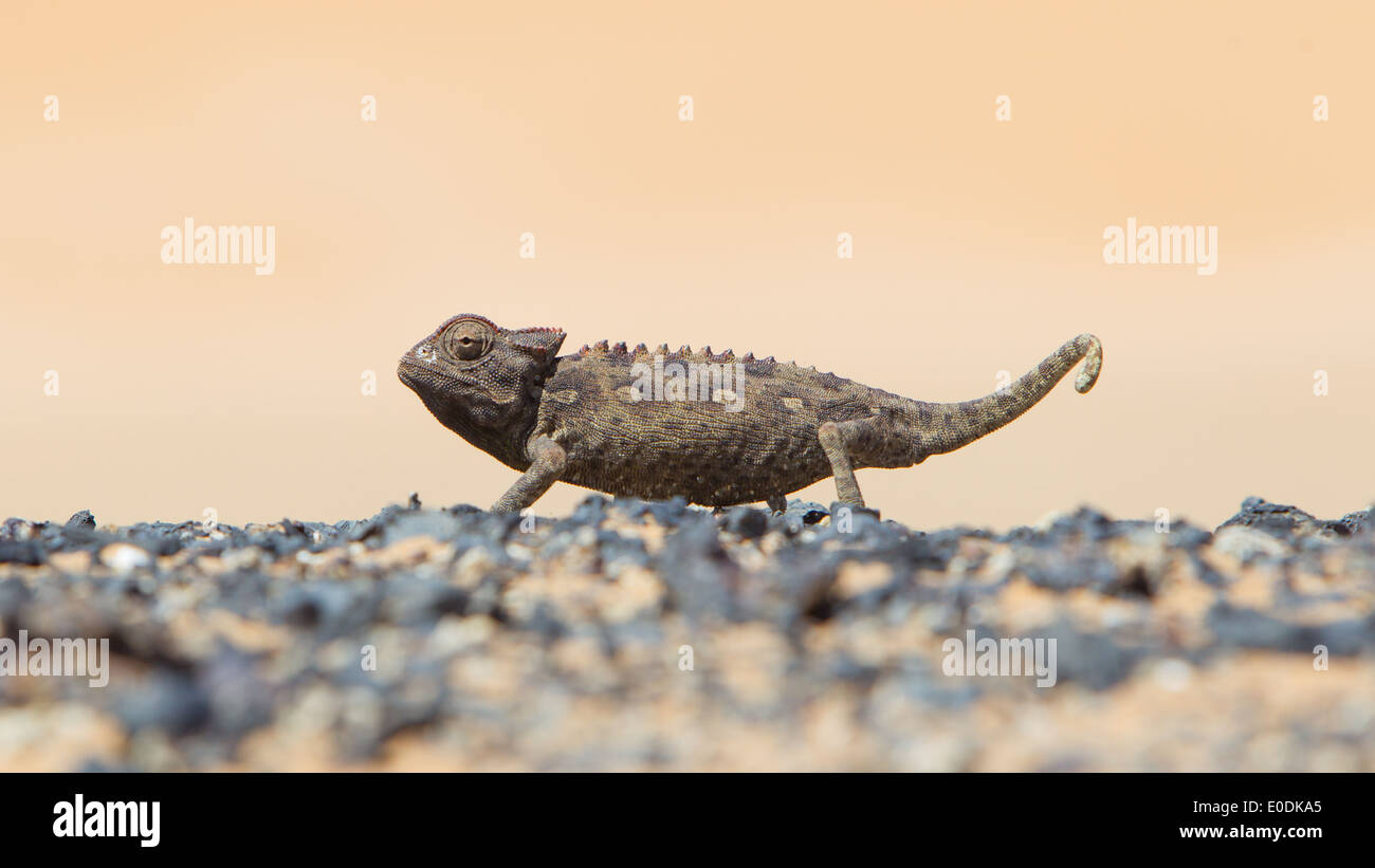 Namaqua Chameleon hunting in the Namib desert, Namibia Stock Photo - Alamy