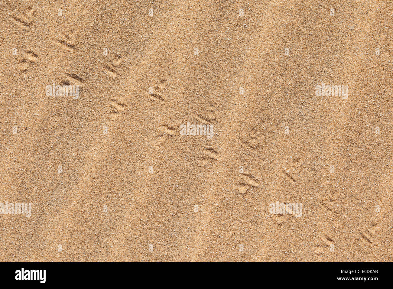 Lizard tracks across the sand of the dunes at Swakopmund, Namibia Stock ...