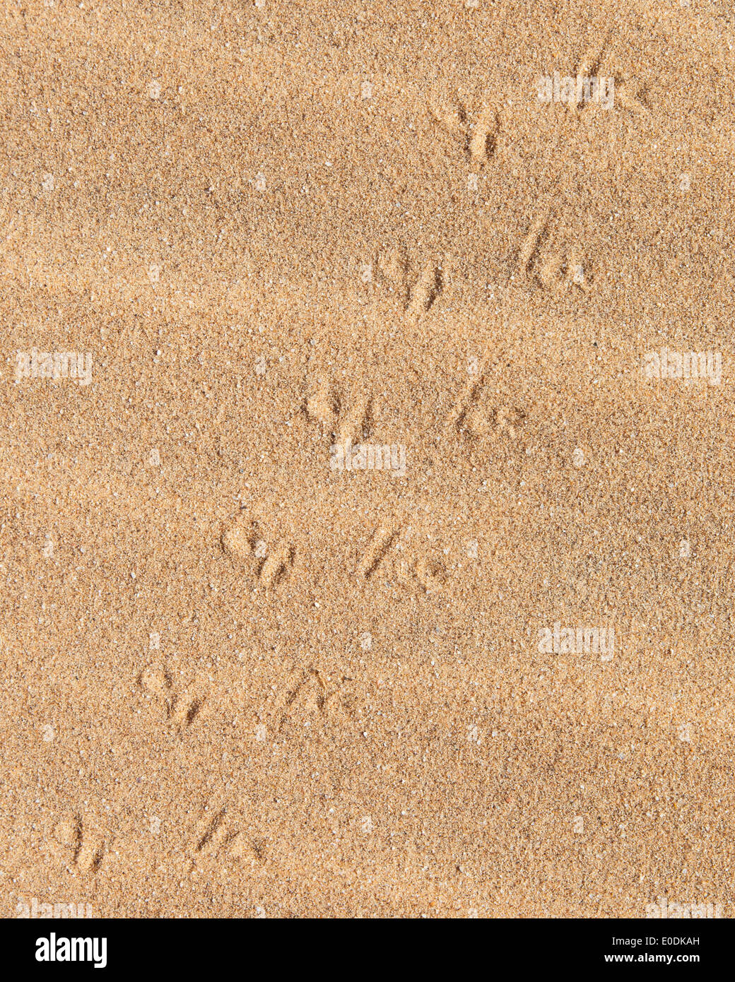 Sand lizard track hi-res stock photography and images - Alamy