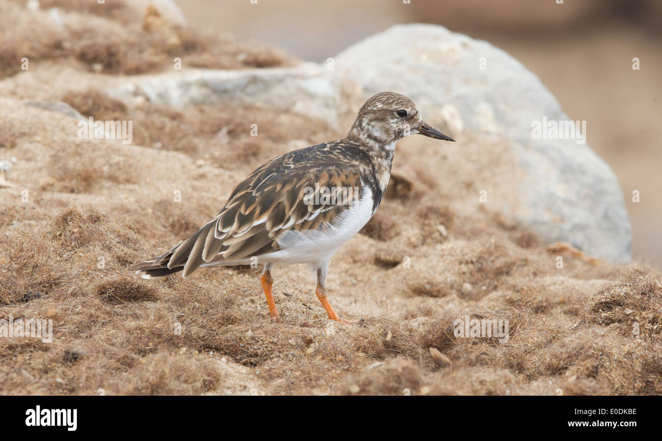 Sandpiper on the beach at cape cross hi-res stock photography and ...