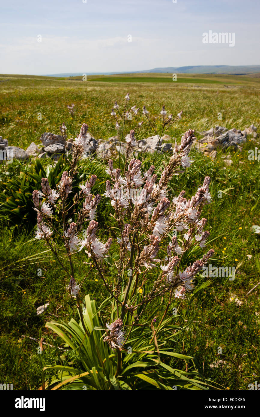 Asphodelus ramosus, also known as branched asphodel, is a perennial ...