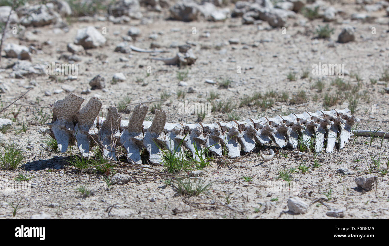 Beast spine hi-res stock photography and images - Alamy
