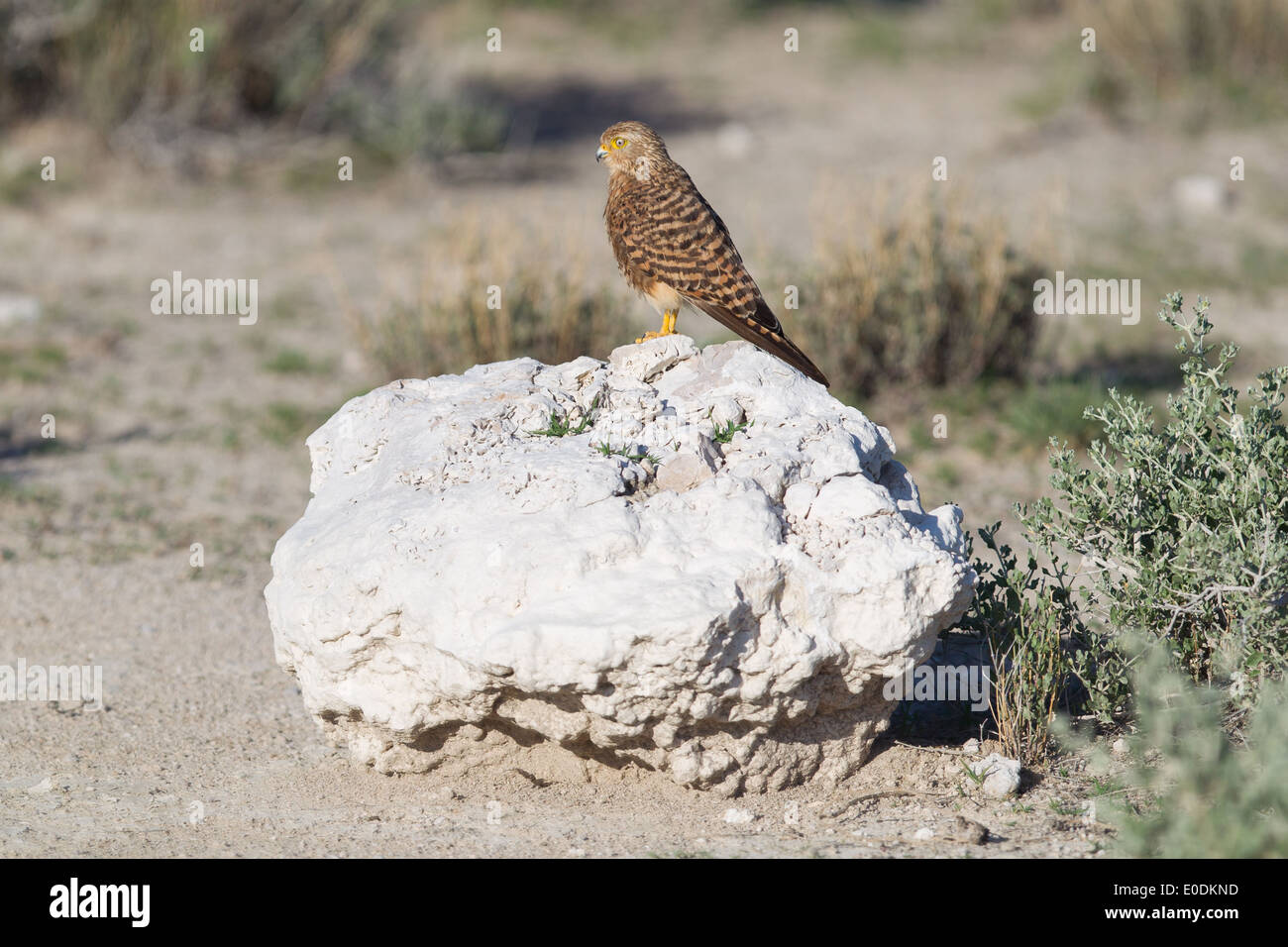 Falco rupicoloides rupicoloides hi-res stock photography and images - Alamy