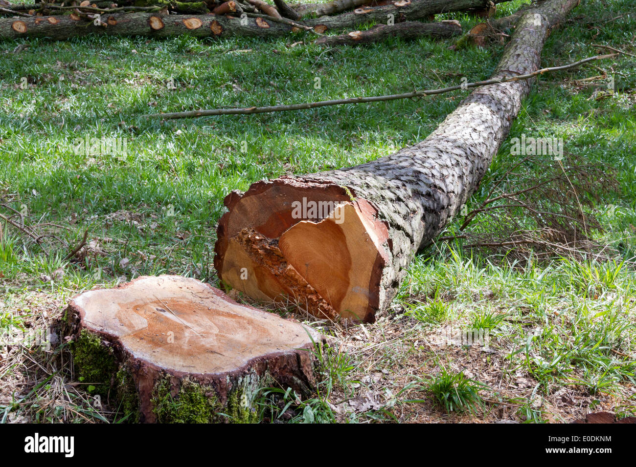 Deforestation a tree cut to the ground Stock Photo - Alamy
