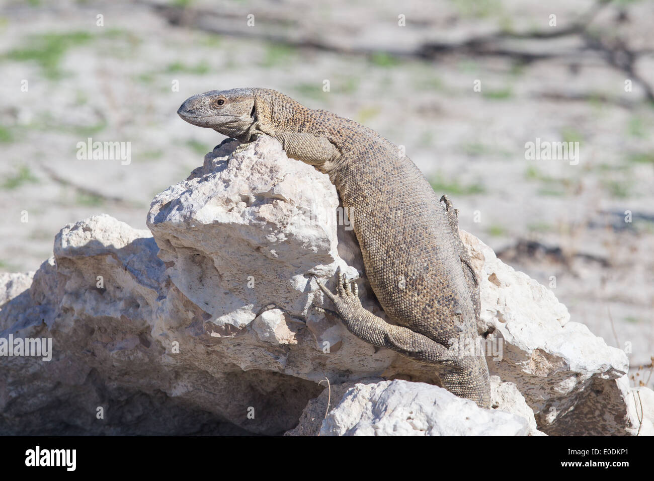 Rare desert monitor lizard hi-res stock photography and images - Alamy