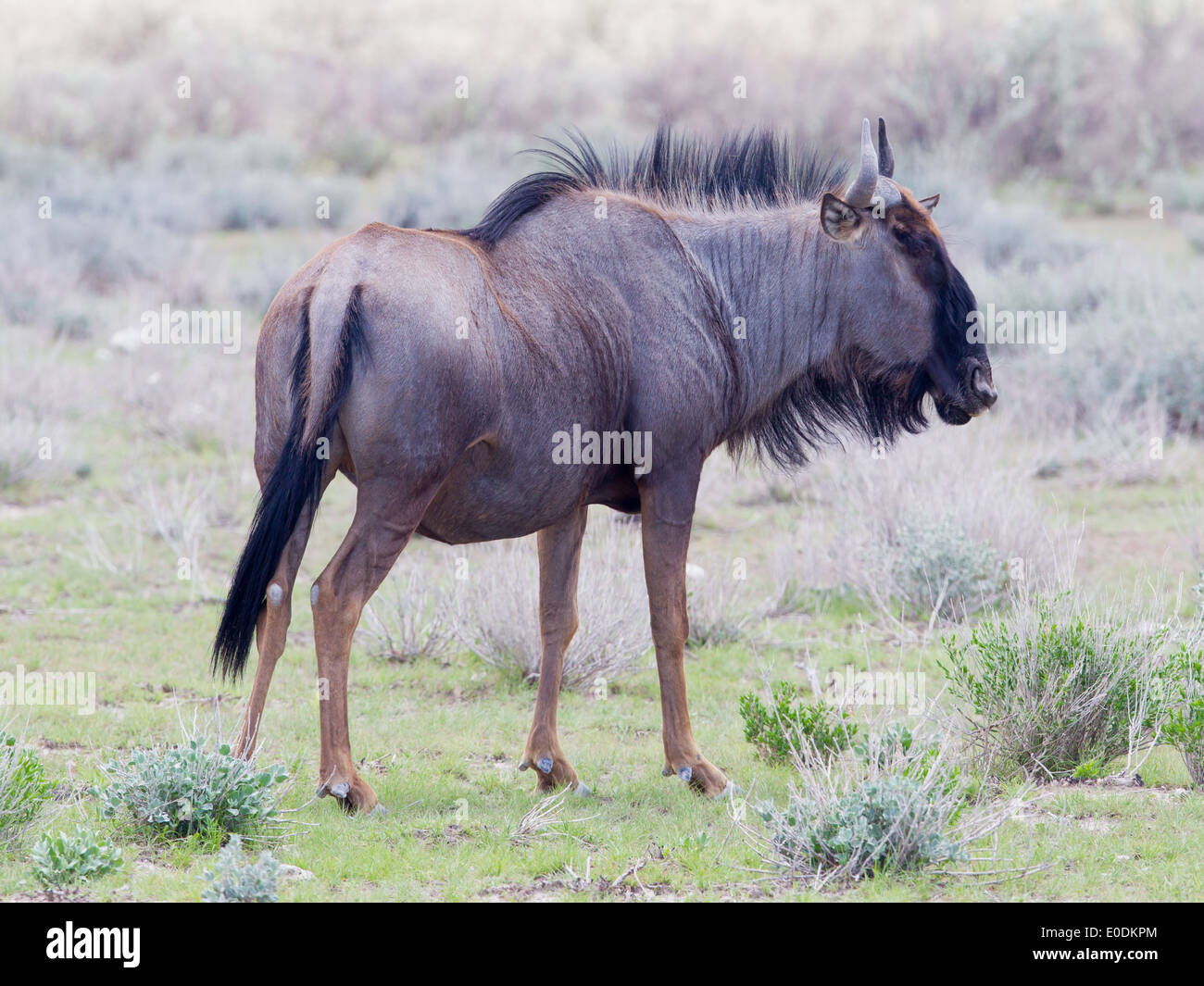 Wildebeest walking the plains of Etosha National Park, Namibia Stock ...
