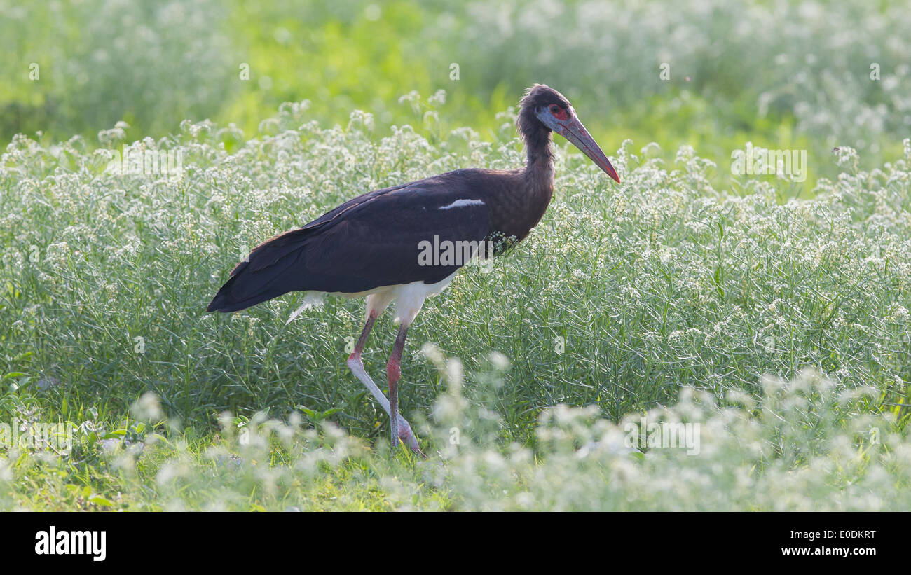 Abdim's Stork (Ciconia abdimii) in Etosha National Park, Namibia Stock ...