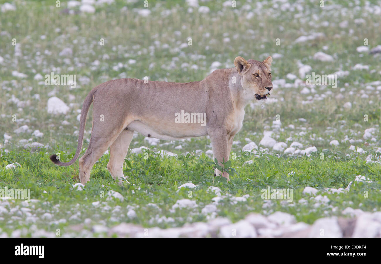 Lioness walking on the plains of Etosha, Namibia Stock Photo - Alamy