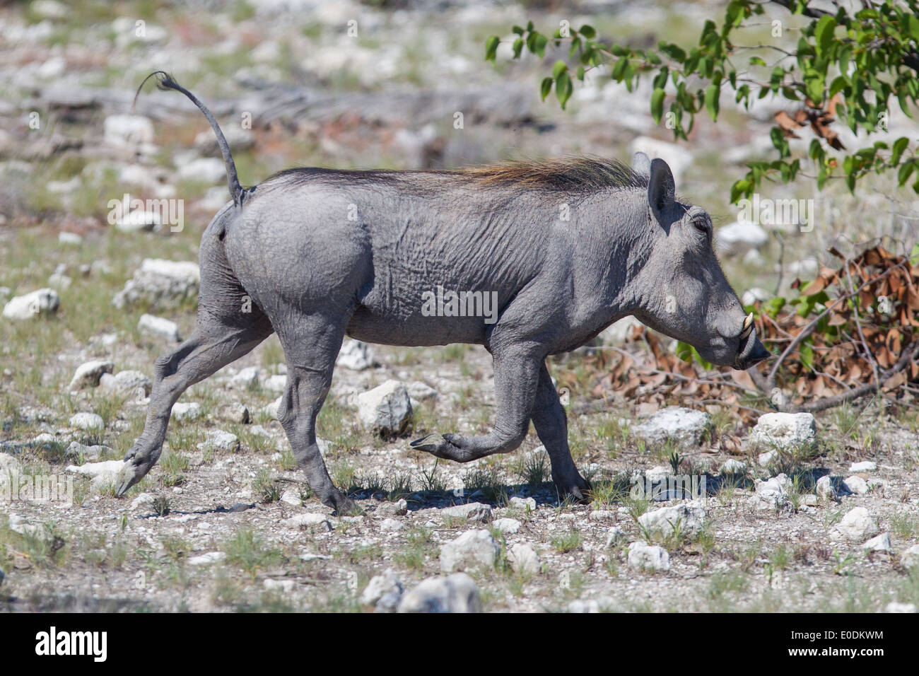 Warthog walking in Etosha National Park, Namibia Stock Photo - Alamy