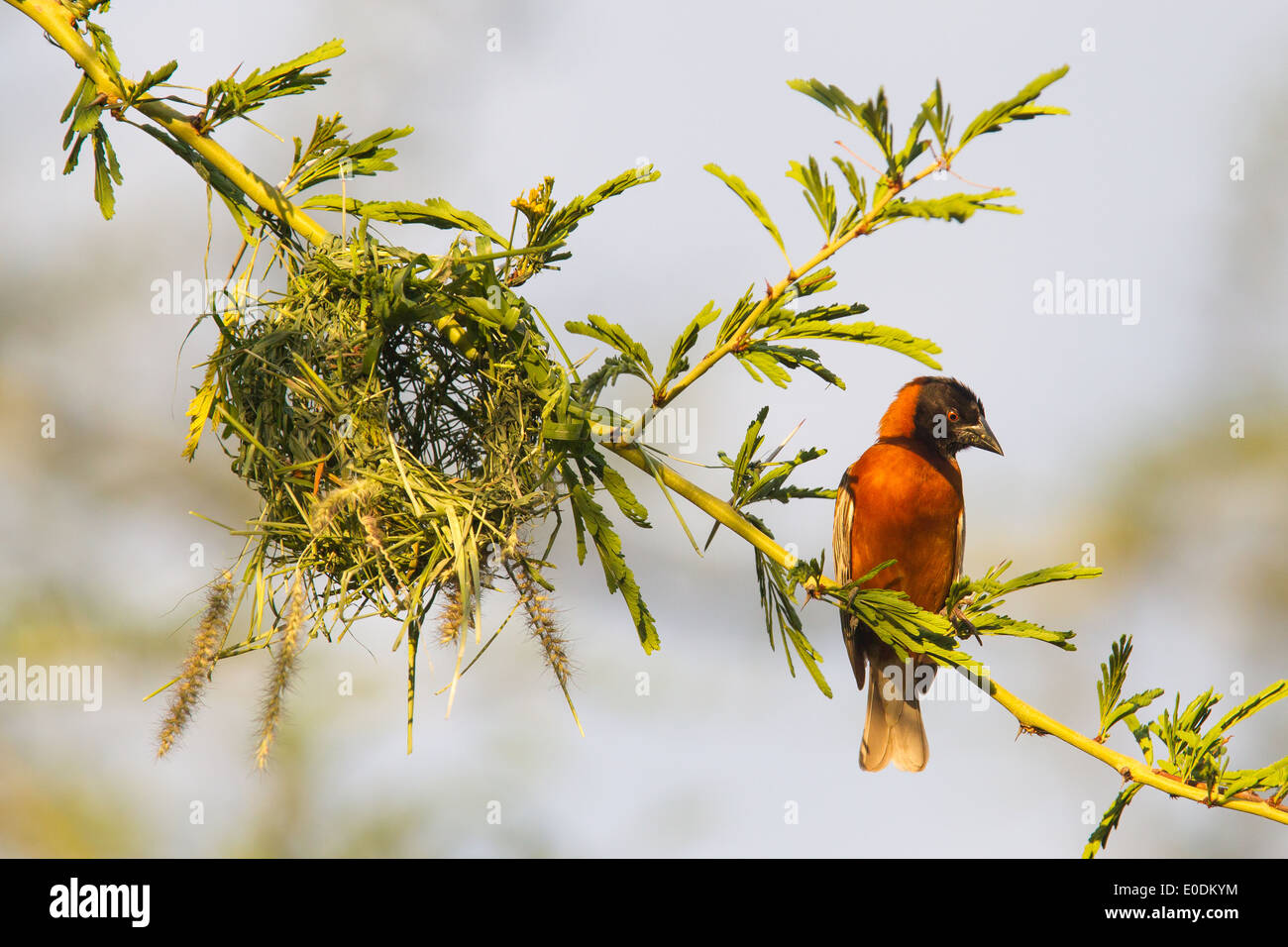 Colorful bird building nest hi-res stock photography and images - Alamy
